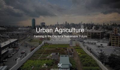 Urban Agriculture: Farming In The City For A Sustainable Future | The ...